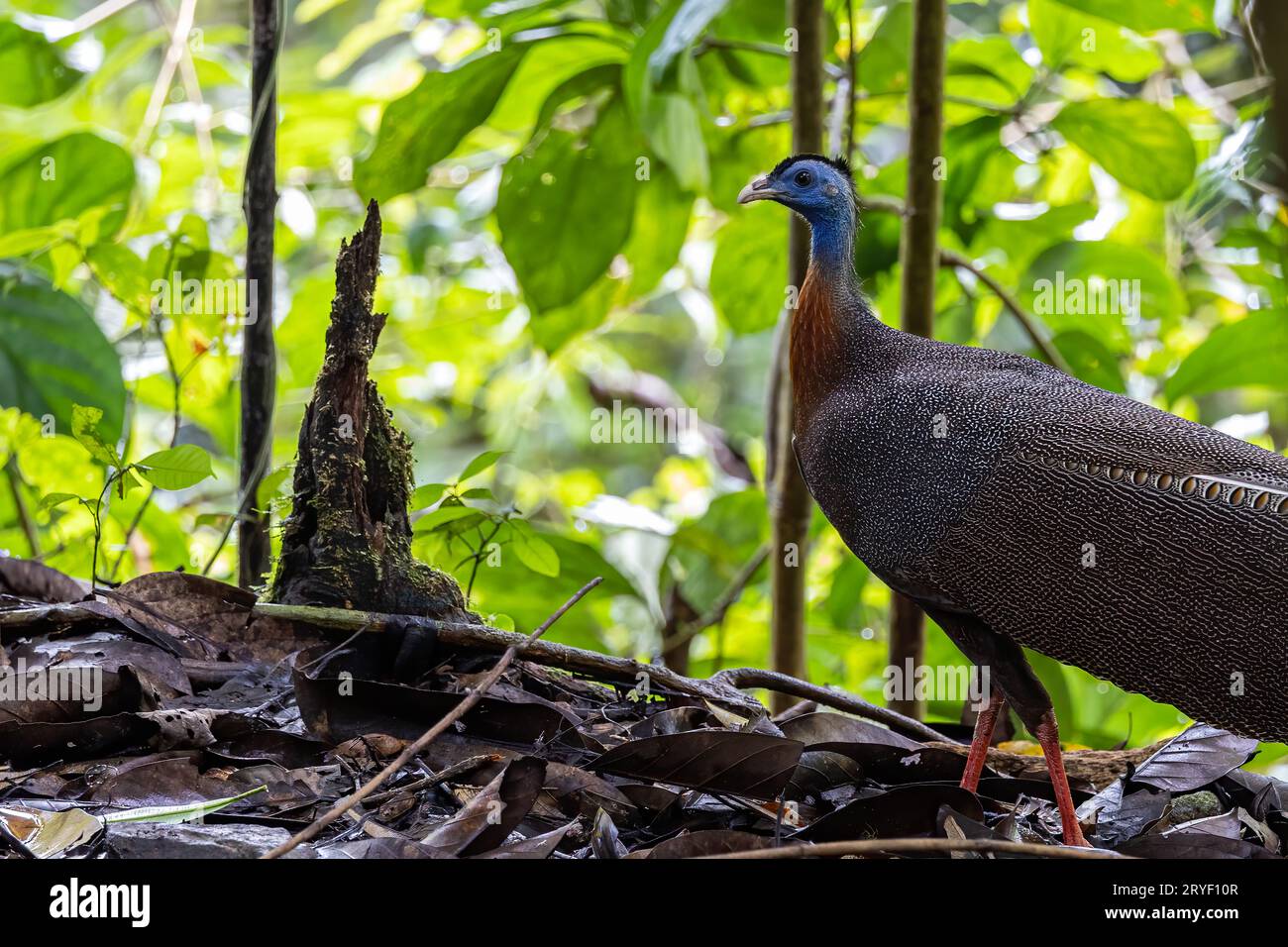 Nature wildlife image of The Great Argus in the deep jungle in Sabah ...