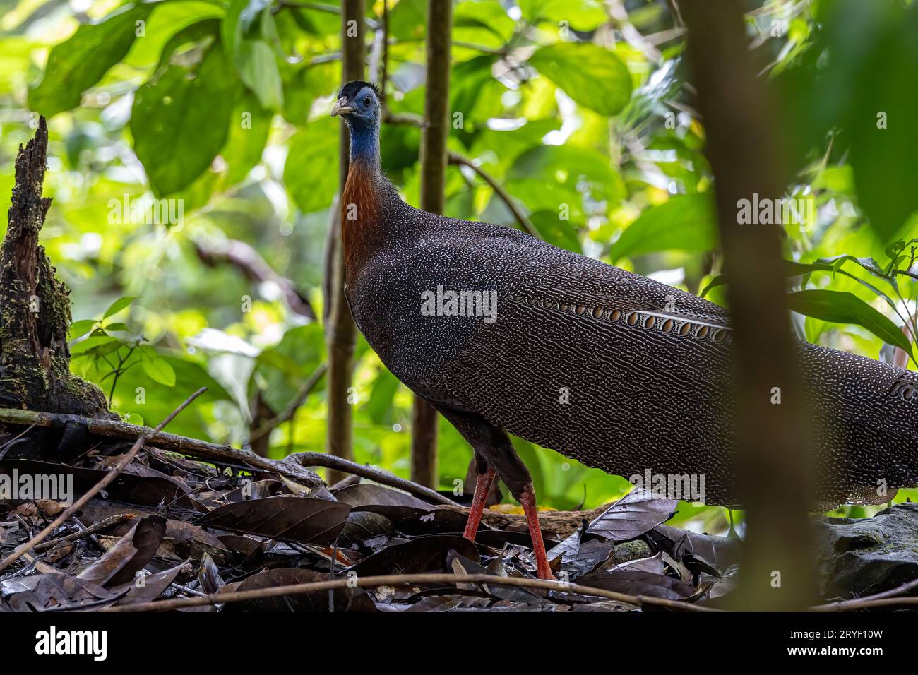 Nature wildlife image of The Great Argus in the deep jungle in Sabah ...
