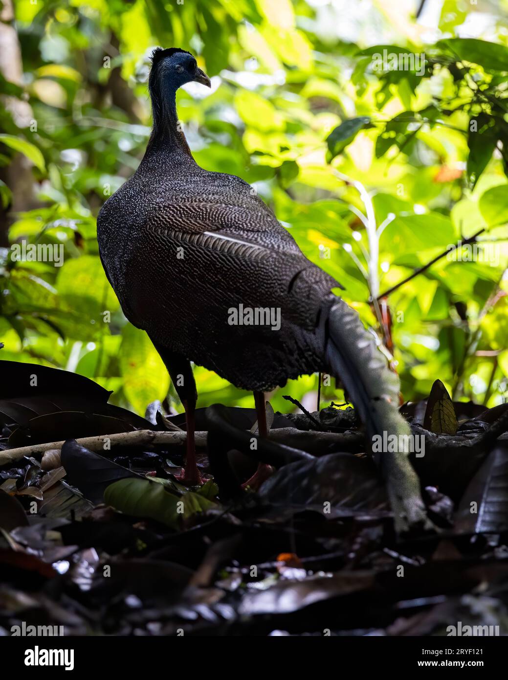 Nature wildlife image of The Great Argus in the deep jungle in Sabah ...