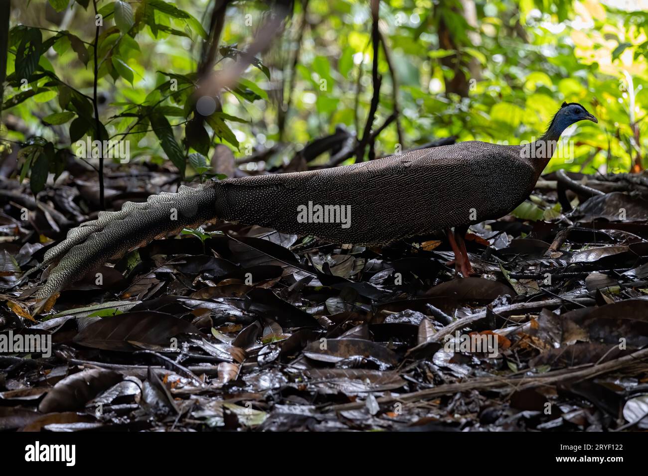 Nature wildlife image of The Great Argus in the deep jungle in Sabah ...