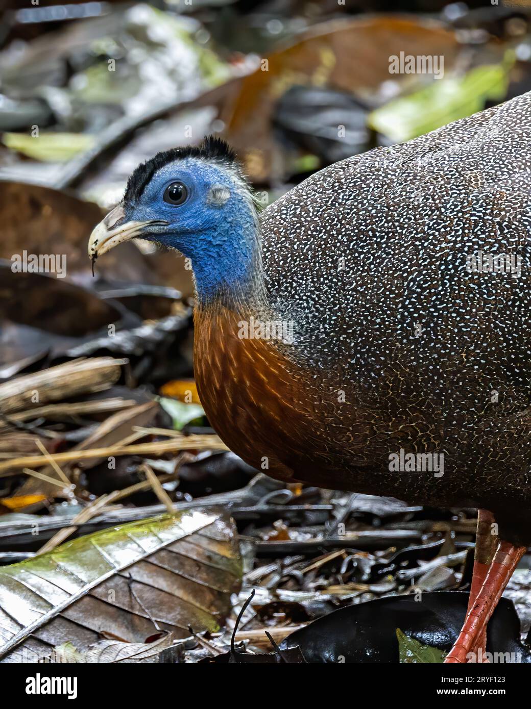 Nature wildlife image of The Great Argus in the deep jungle in Sabah ...
