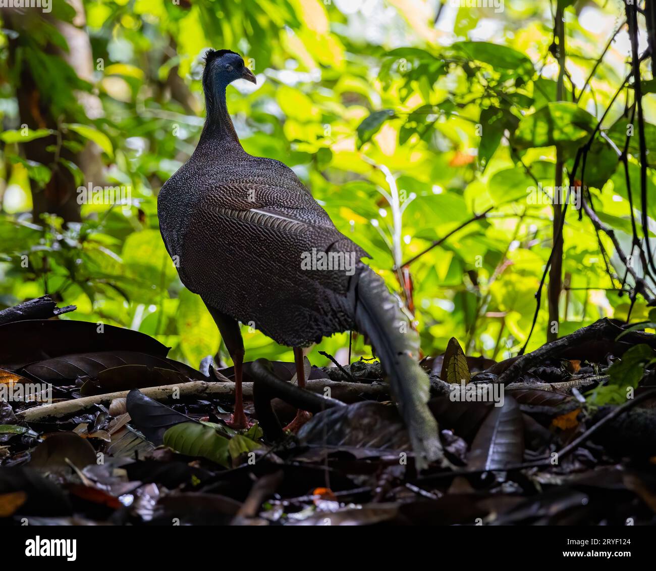 Nature wildlife image of The Great Argus in the deep jungle in Sabah ...