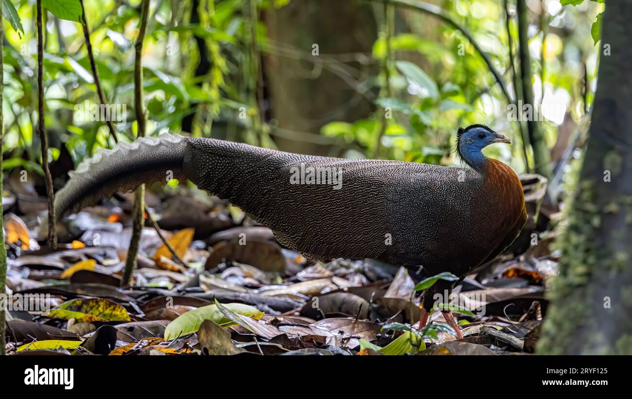 Nature wildlife image of The Great Argus in the deep jungle in Sabah ...