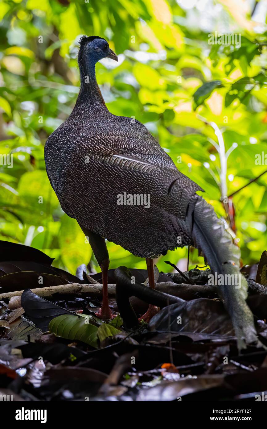 Nature wildlife image of The Great Argus in the deep jungle in Sabah ...