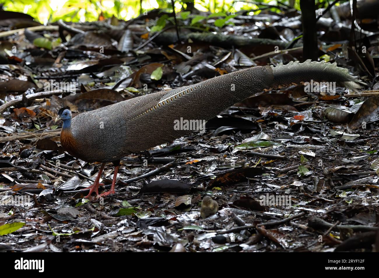 Nature wildlife image of The Great Argus in the deep jungle in Sabah ...