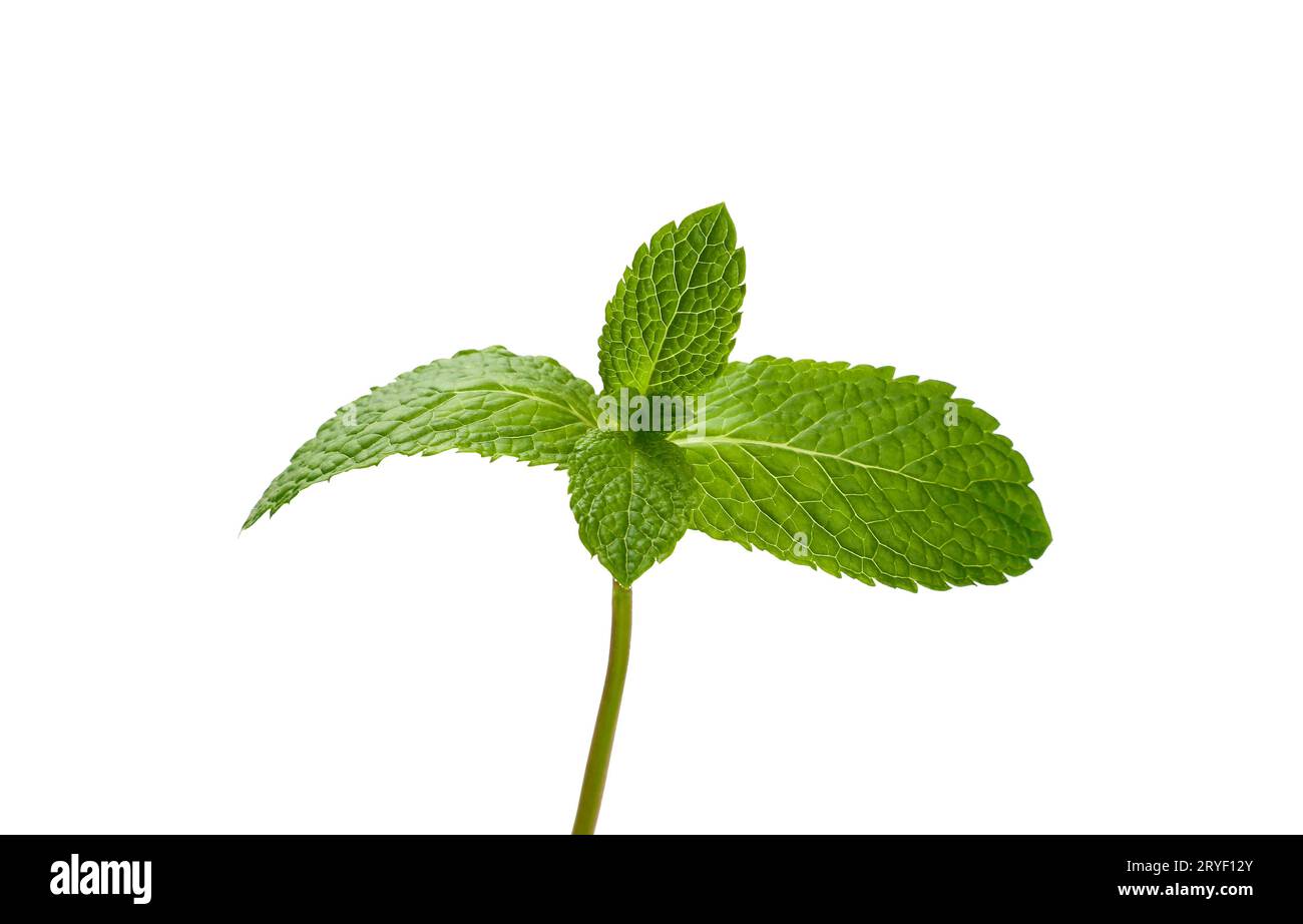 Spearmint close up hi-res stock photography and images - Alamy
