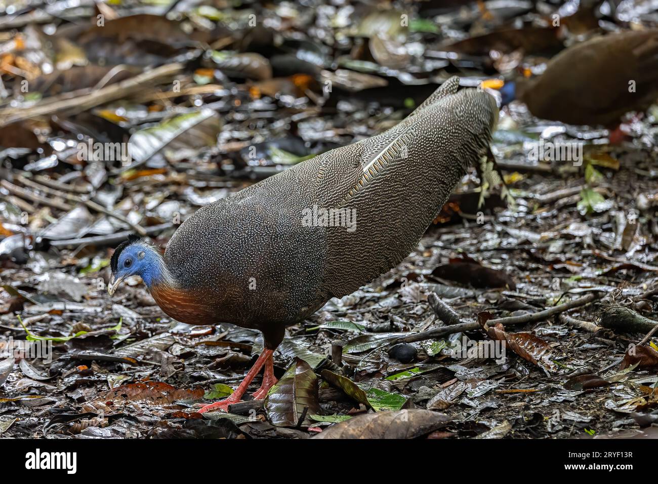 Nature wildlife image of The Great Argus in the deep jungle in Sabah ...