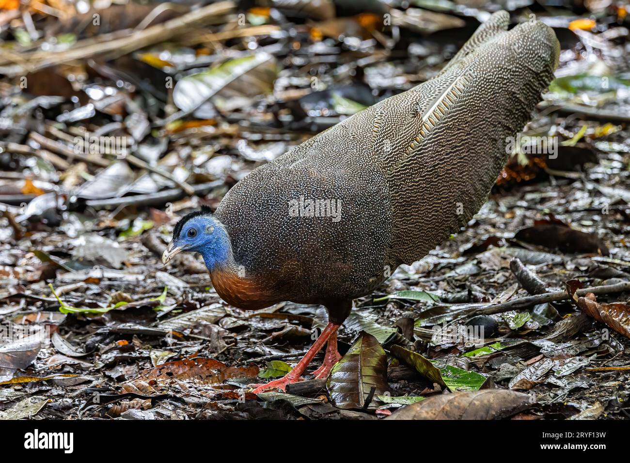 Nature wildlife image of The Great Argus in the deep jungle in Sabah ...