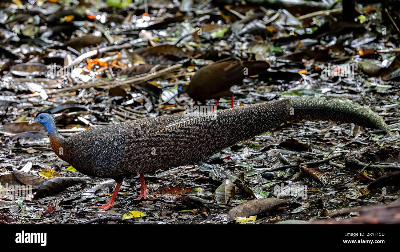 Nature wildlife image of The Great Argus in the deep jungle in Sabah ...