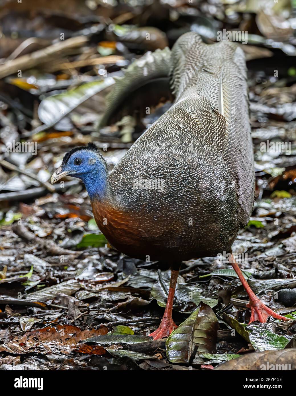 Nature wildlife image of The Great Argus in the deep jungle in Sabah ...