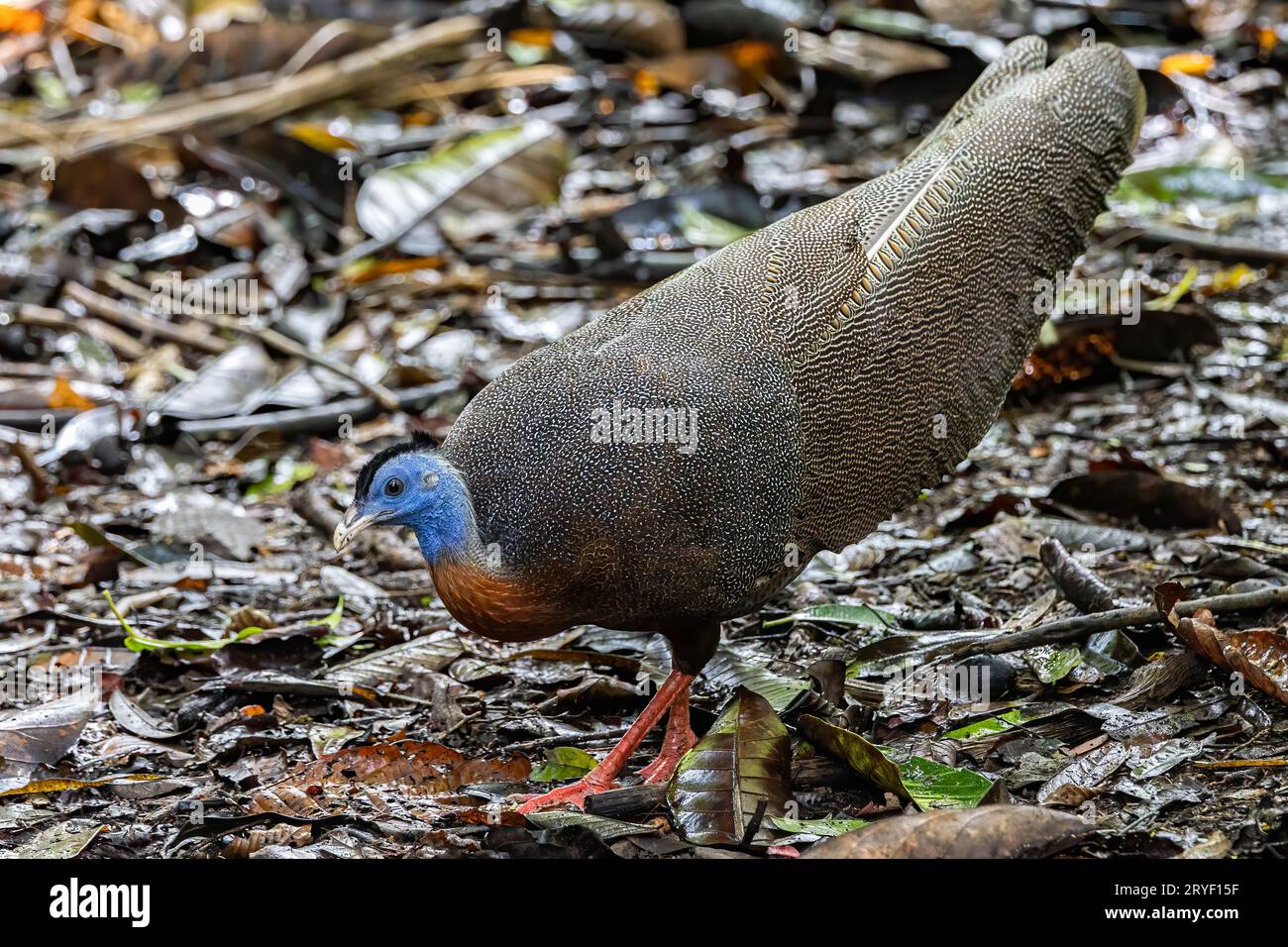 Nature wildlife image of The Great Argus in the deep jungle in Sabah ...