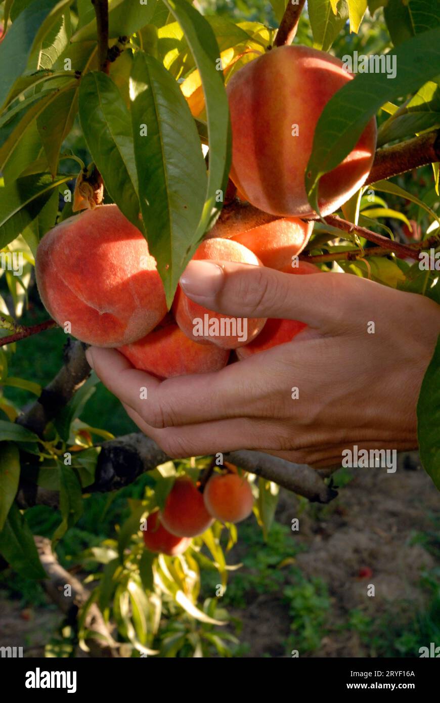 Rich garden hi-res stock photography and images - Alamy