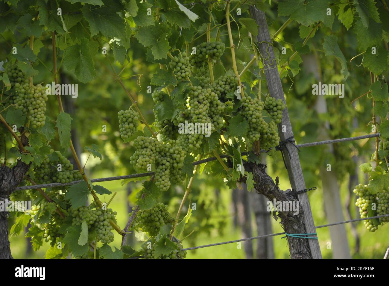 White grape varieties hi-res stock photography and images - Alamy