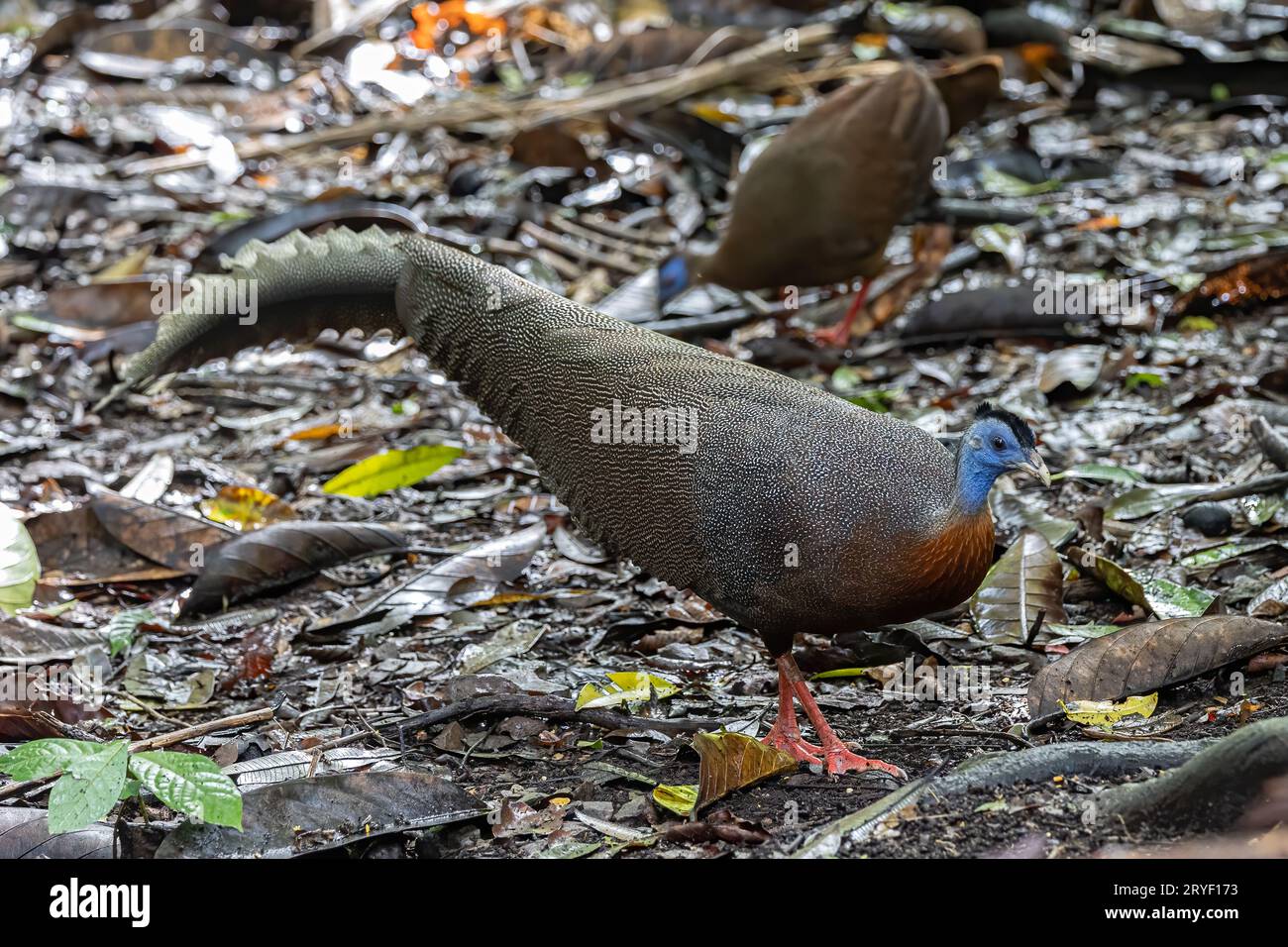 Nature wildlife image of The Great Argus in the deep jungle in Sabah ...