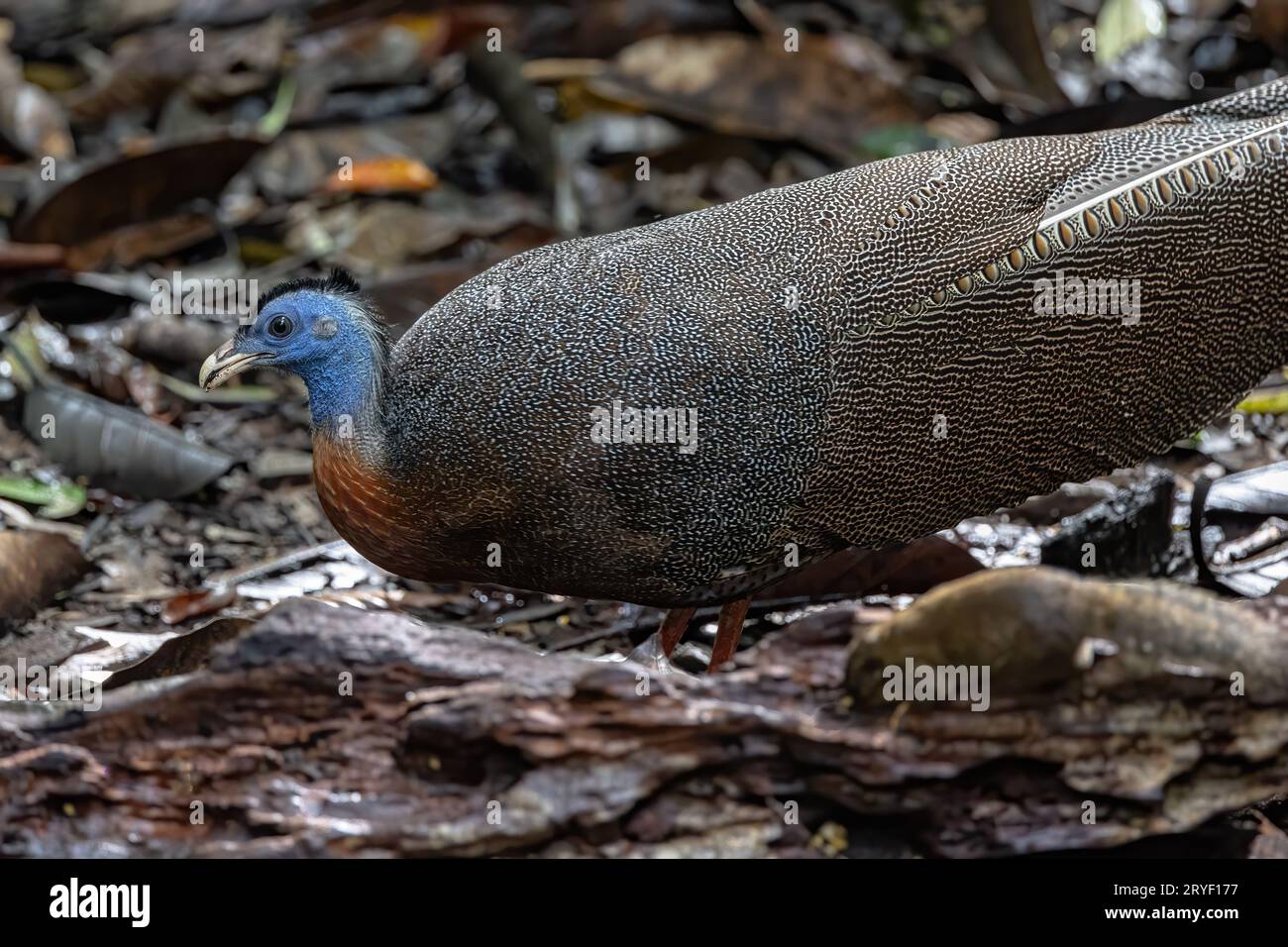 Nature wildlife image of The Great Argus in the deep jungle in Sabah ...