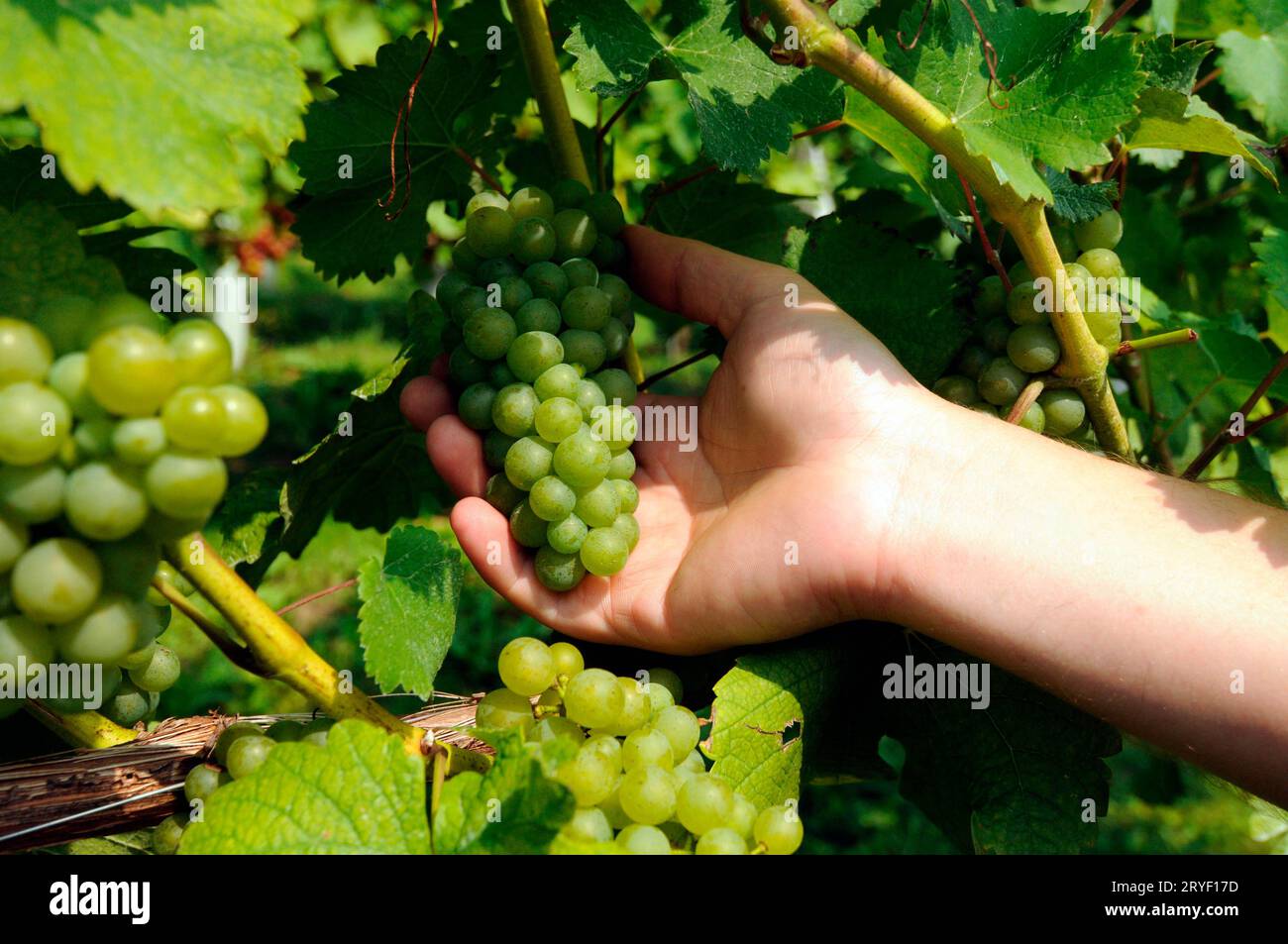 White grape varieties hi-res stock photography and images - Alamy