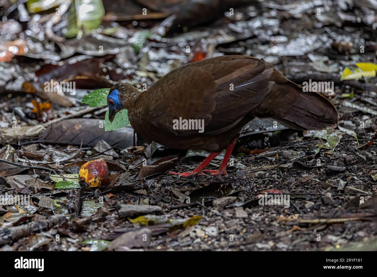 Nature wildlife image of The Great Argus in the deep jungle in Sabah ...