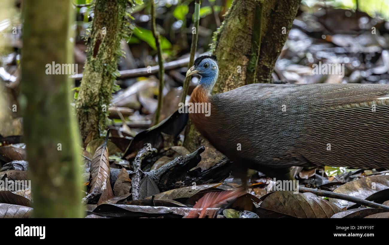 Nature wildlife image of The Great Argus in the deep jungle in Sabah ...