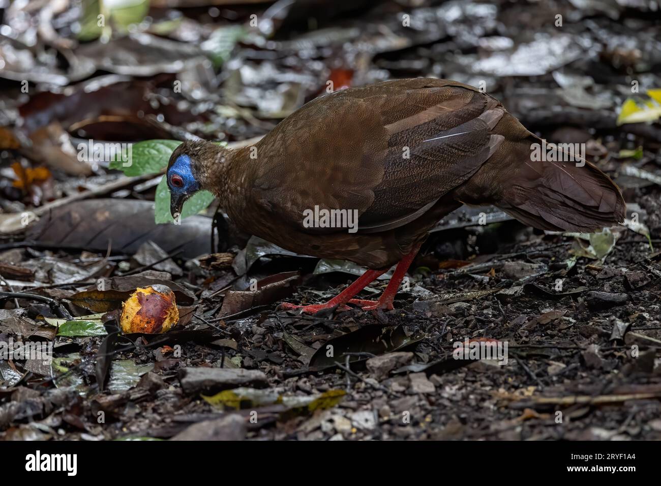 Nature wildlife image of The Great Argus in the deep jungle in Sabah ...