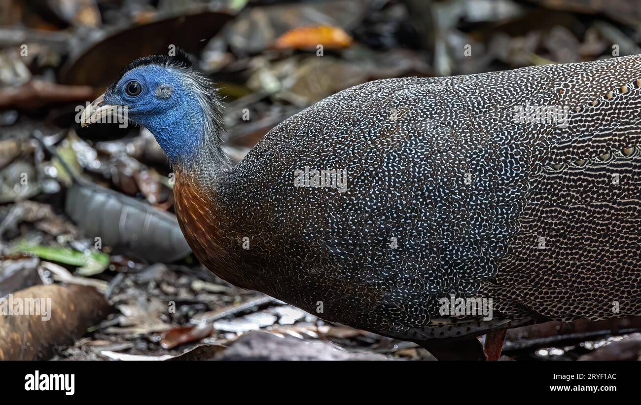 Nature wildlife image of The Great Argus in the deep jungle in Sabah ...