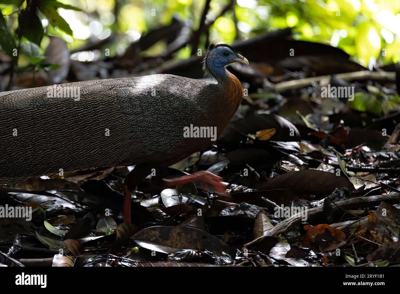 Nature wildlife image of The Great Argus in the deep jungle in Sabah ...