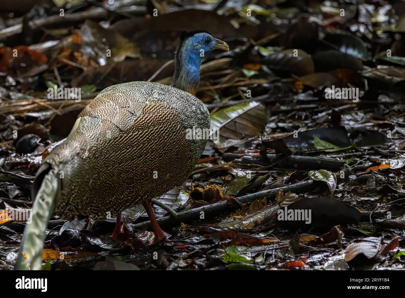 Nature wildlife image of The Great Argus in the deep jungle in Sabah ...