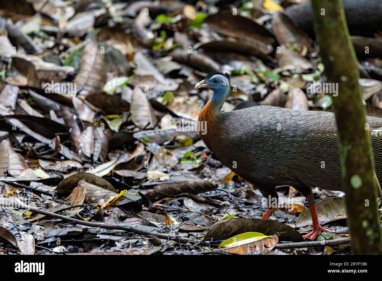 Nature wildlife image of The Great Argus in the deep jungle in Sabah ...