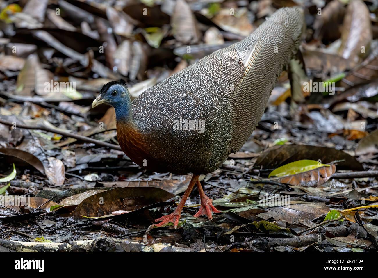 Nature wildlife image of The Great Argus in the deep jungle in Sabah ...