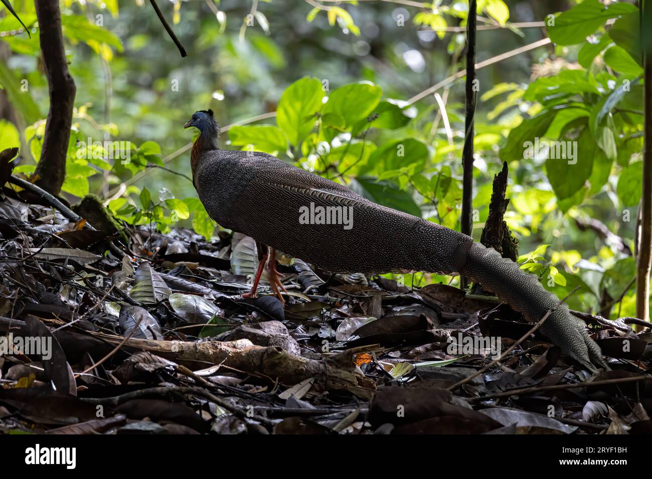 Nature wildlife image of The Great Argus in the deep jungle in Sabah ...