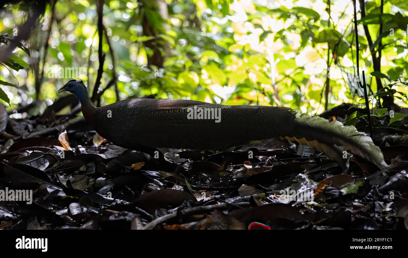 Nature wildlife image of The Great Argus in the deep jungle in Sabah ...