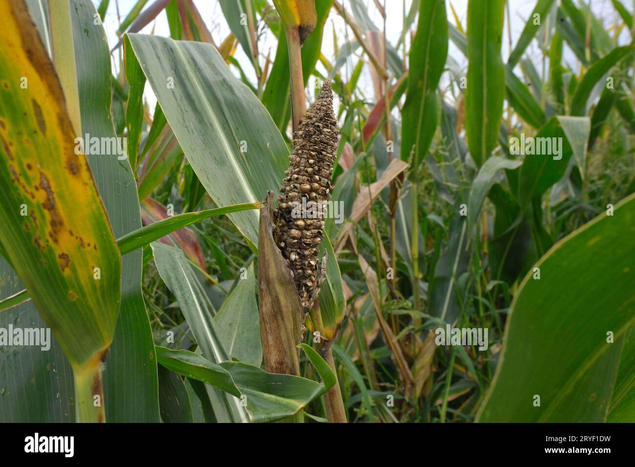 Harvest damage due to pest infestation in the maize field Stock Photo ...