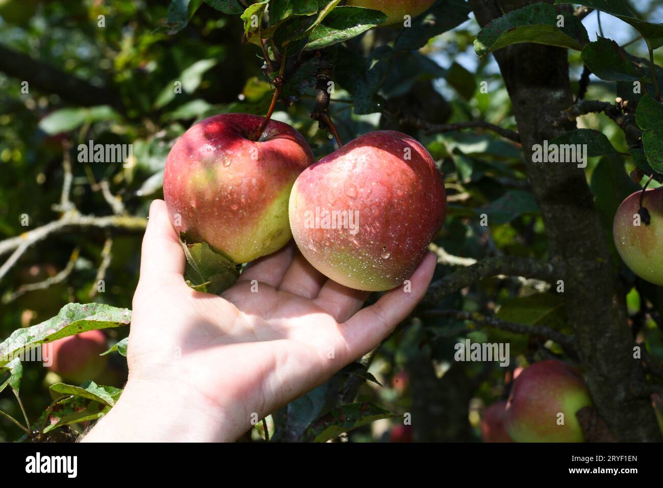 Edible harvest fruit hi-res stock photography and images - Alamy