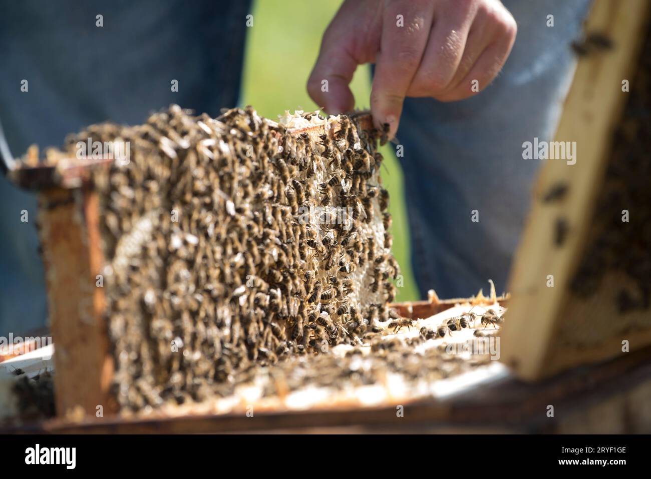 Beekeeper at work at the beehive Stock Photo - Alamy