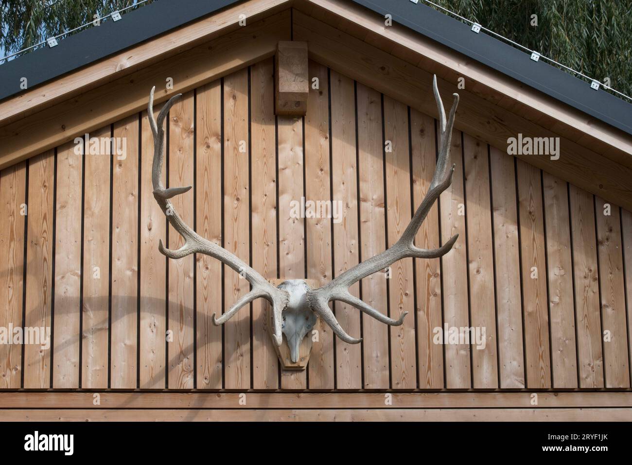 Deer antlers as hunting trophy on a building Stock Photo - Alamy