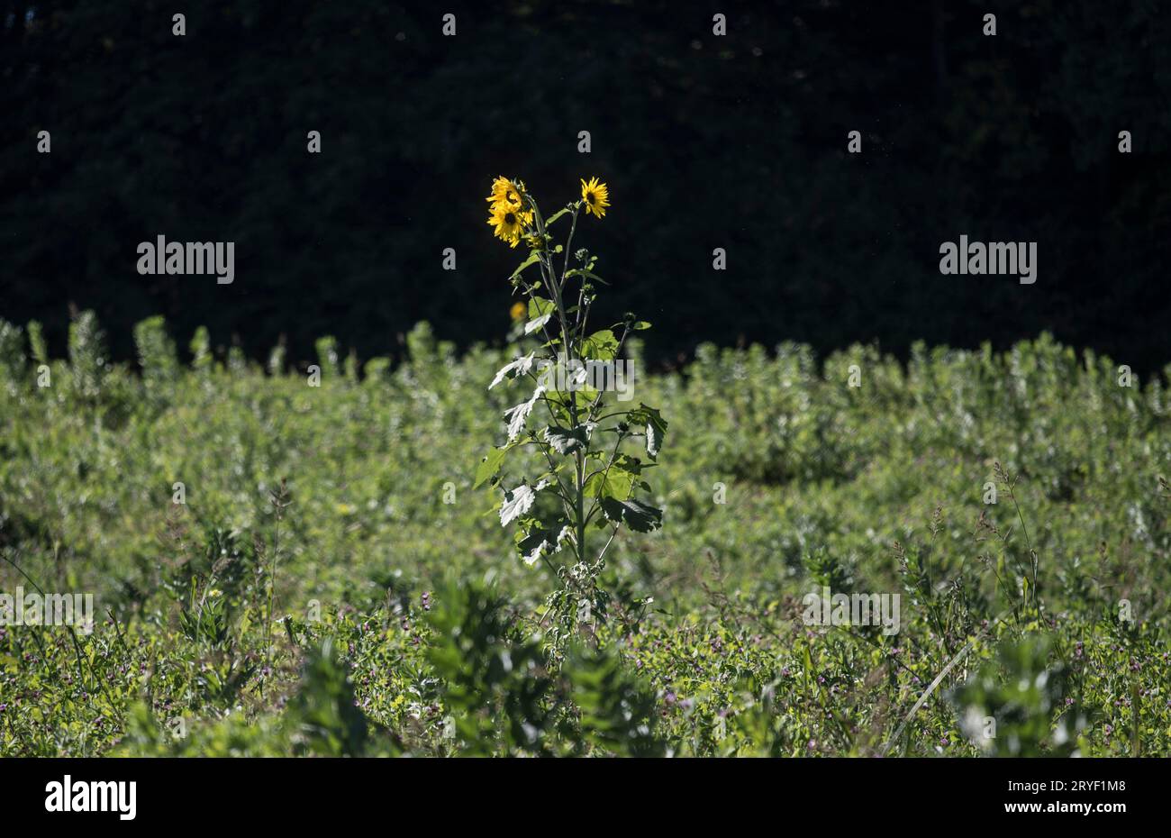 Sunflower field with one small sunflower in the center Stock Photo - Alamy