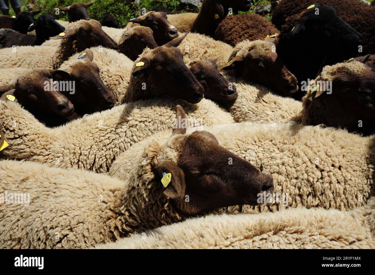 Grazing flock of sheep hi-res stock photography and images - Alamy
