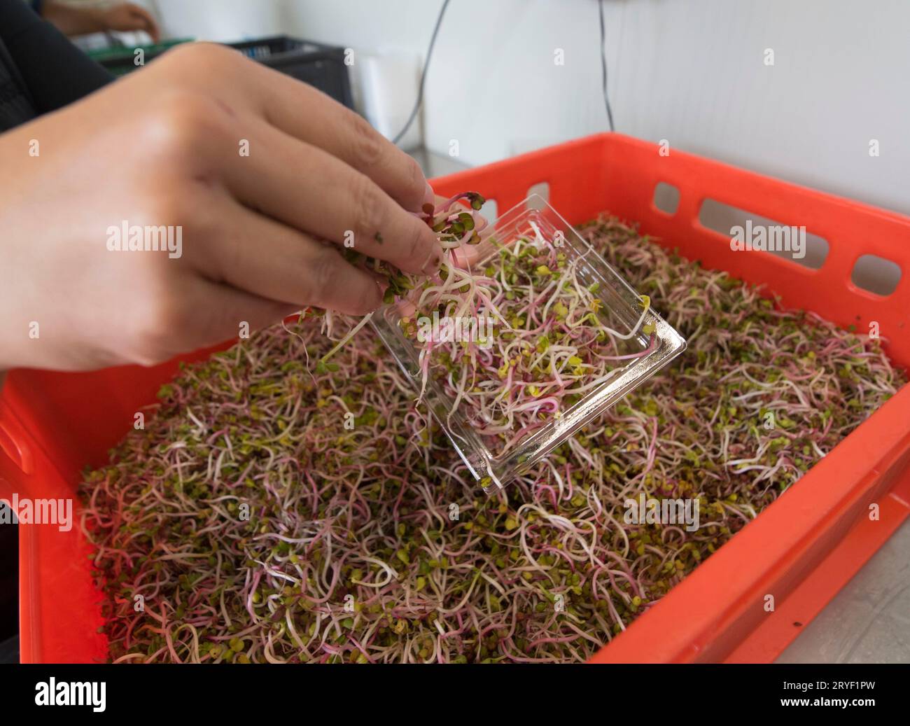 Putting greens hi-res stock photography and images - Alamy