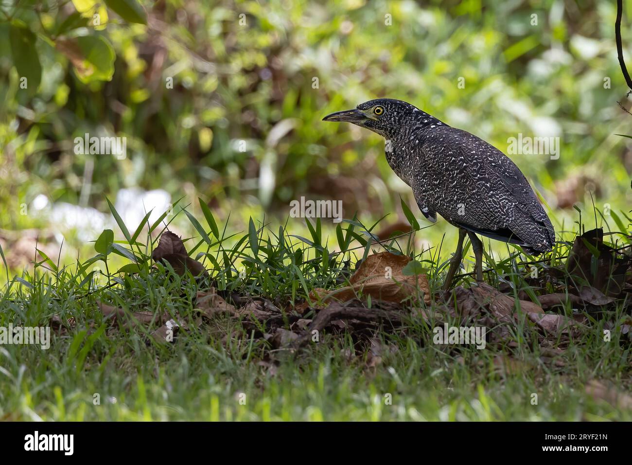 Nature wildlife of Malayan night heron bird shot at Sabah, Malaysia ...