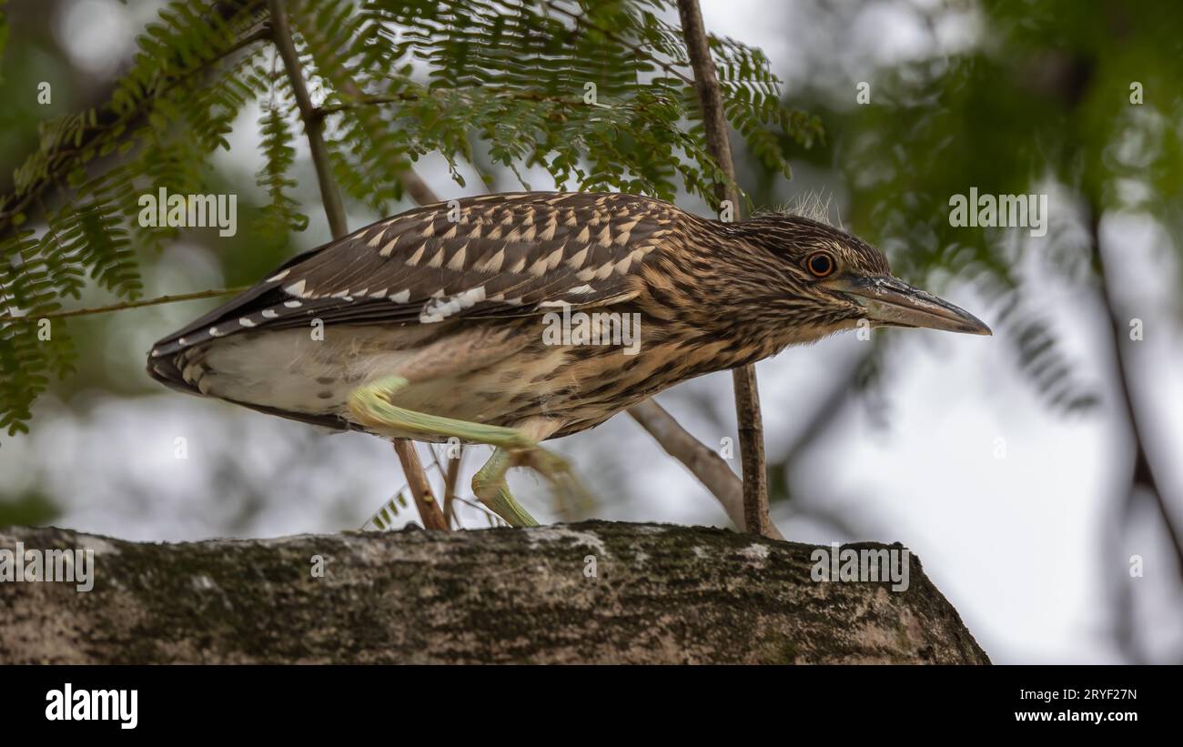 Nature wildlife image of Nankeen night heron (Nycticorax caledonicus ...