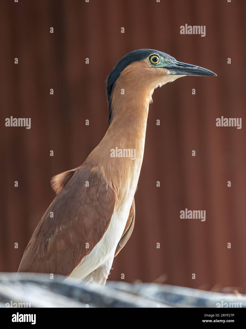 Black-crowned night heron bird in real nature in Sabah, Borneo Stock ...