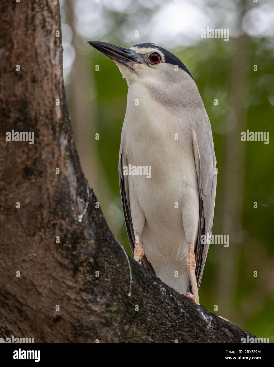 Black-crowned night heron bird in real nature in Sabah, Borneo Stock ...