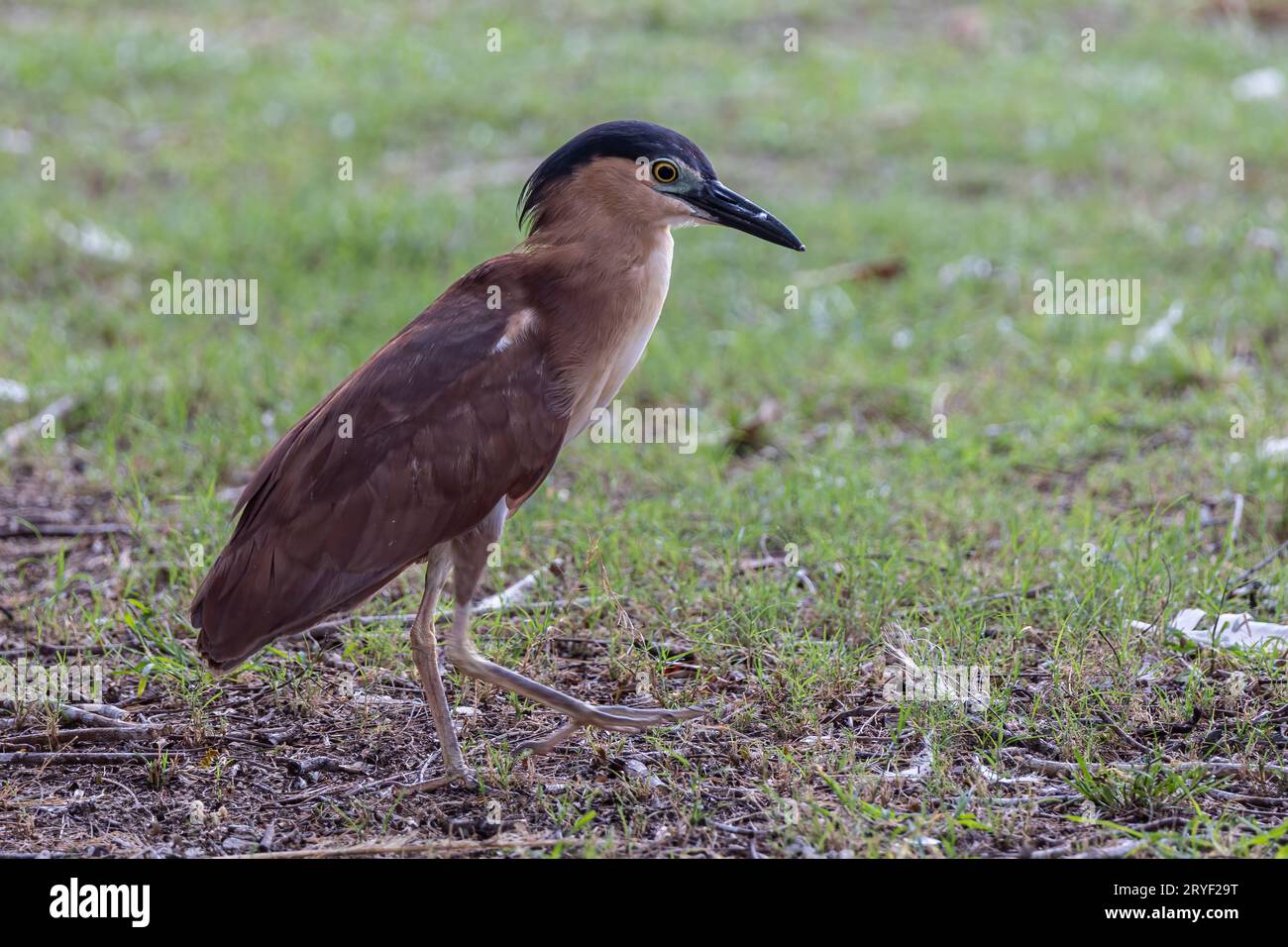 Black-crowned night heron bird in real nature in Sabah, Borneo Stock ...