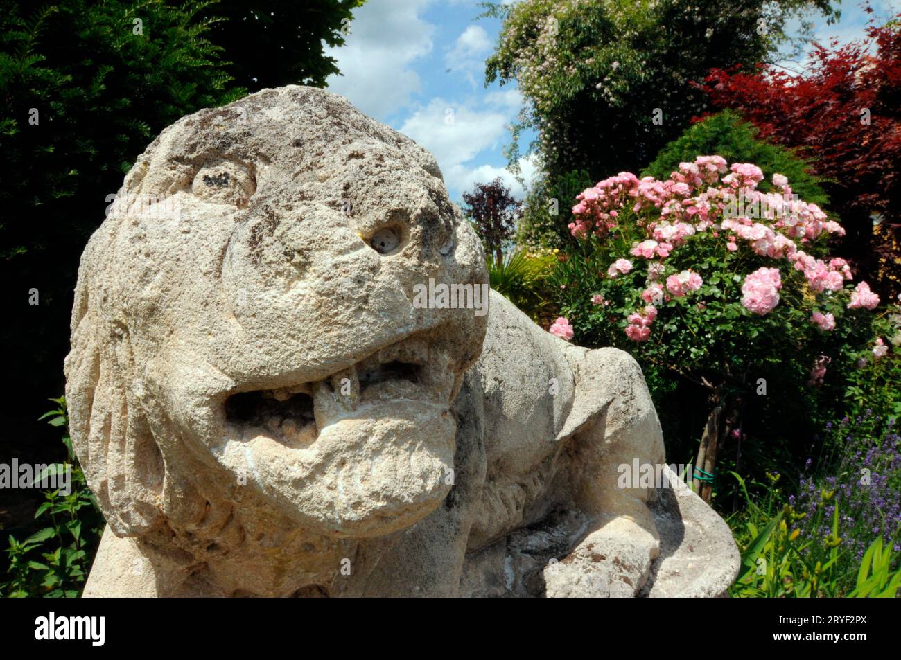 Land lion hi-res stock photography and images - Alamy