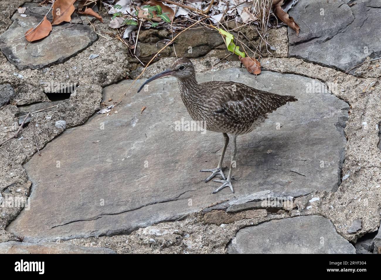 Nature wildlife of migration bird Eurasian Whimbrel taken at Kota ...