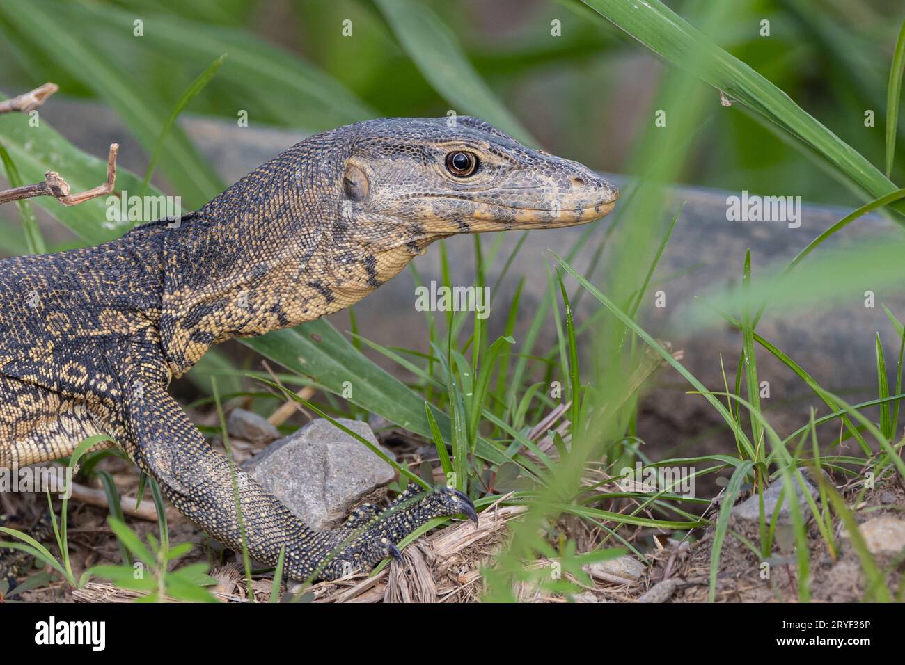 Monitor lizard (Asian water monitor) also common water monitor, large ...