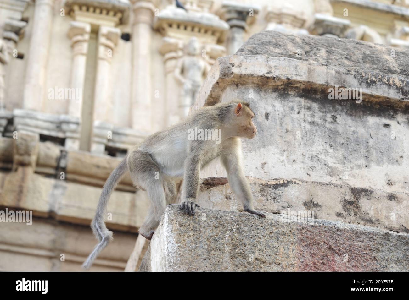 Monkey on stone in Hampi, India Stock Photo - Alamy