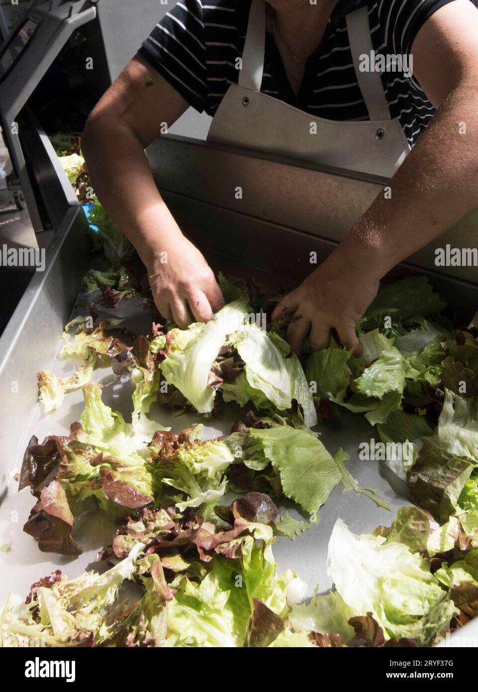 Fresh washed lettuce hi-res stock photography and images - Alamy