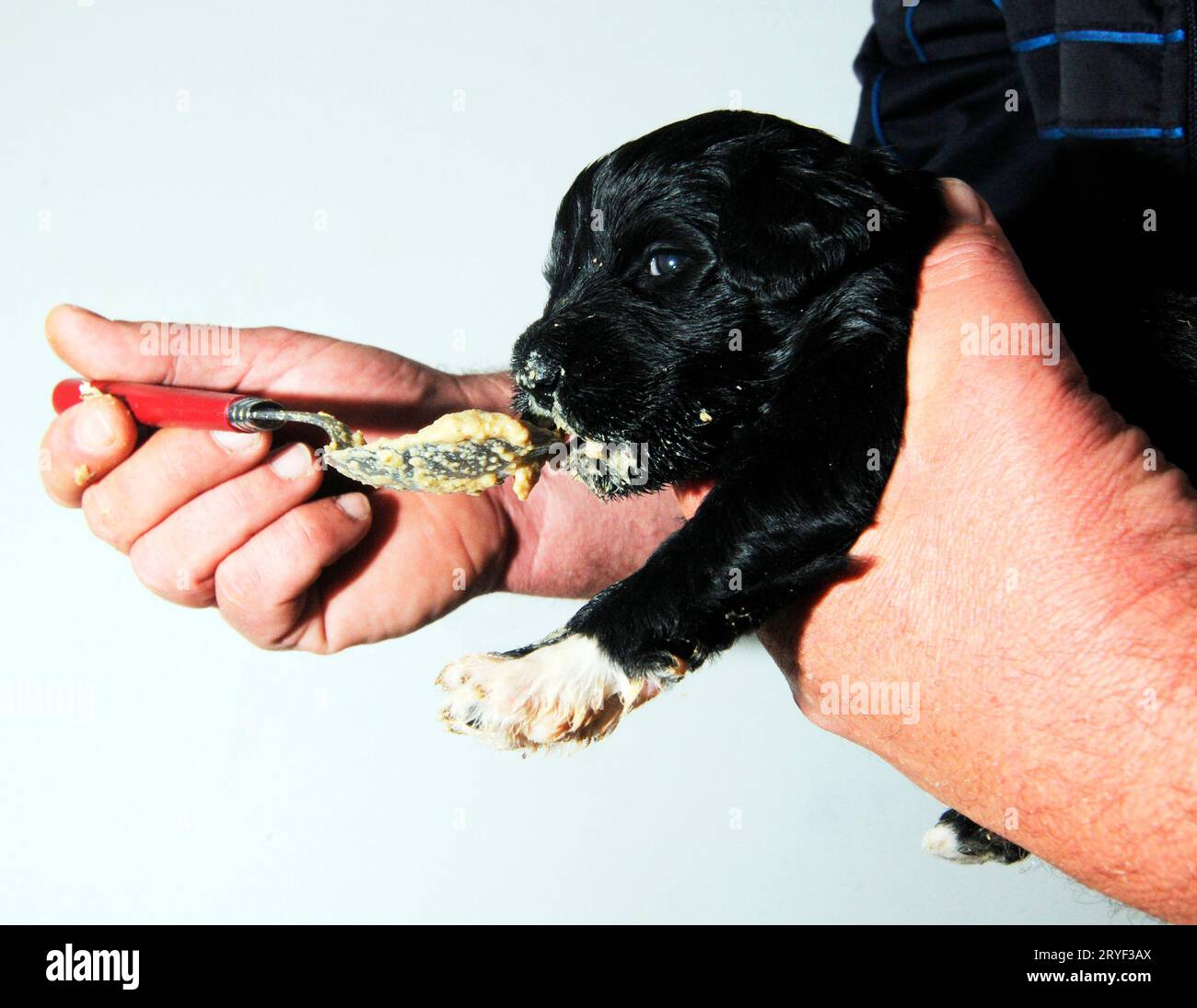 Water dog puppy getting fed with a spoon Stock Photo - Alamy