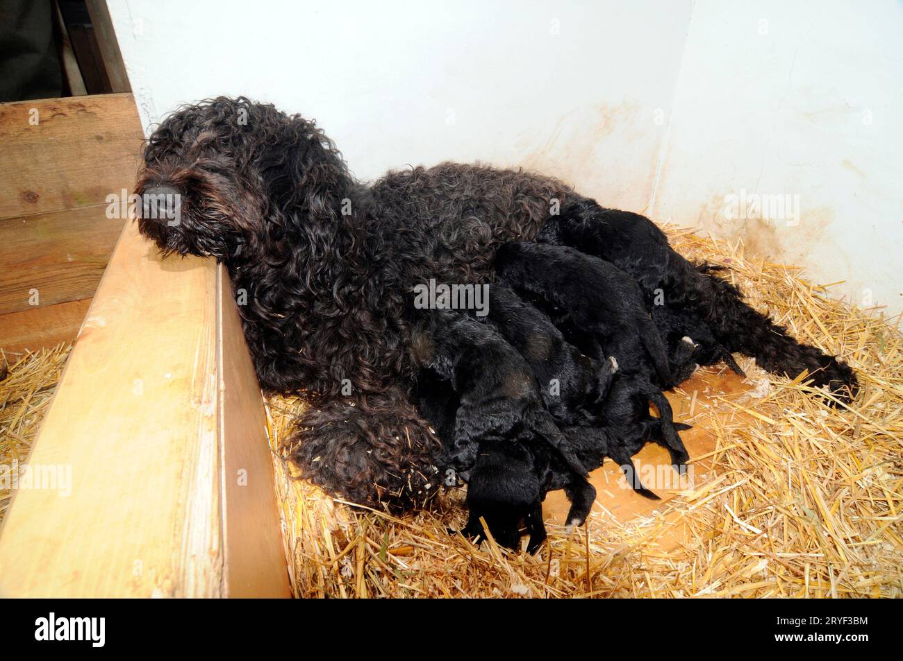 Water dog mother feeding its puppies Stock Photo - Alamy