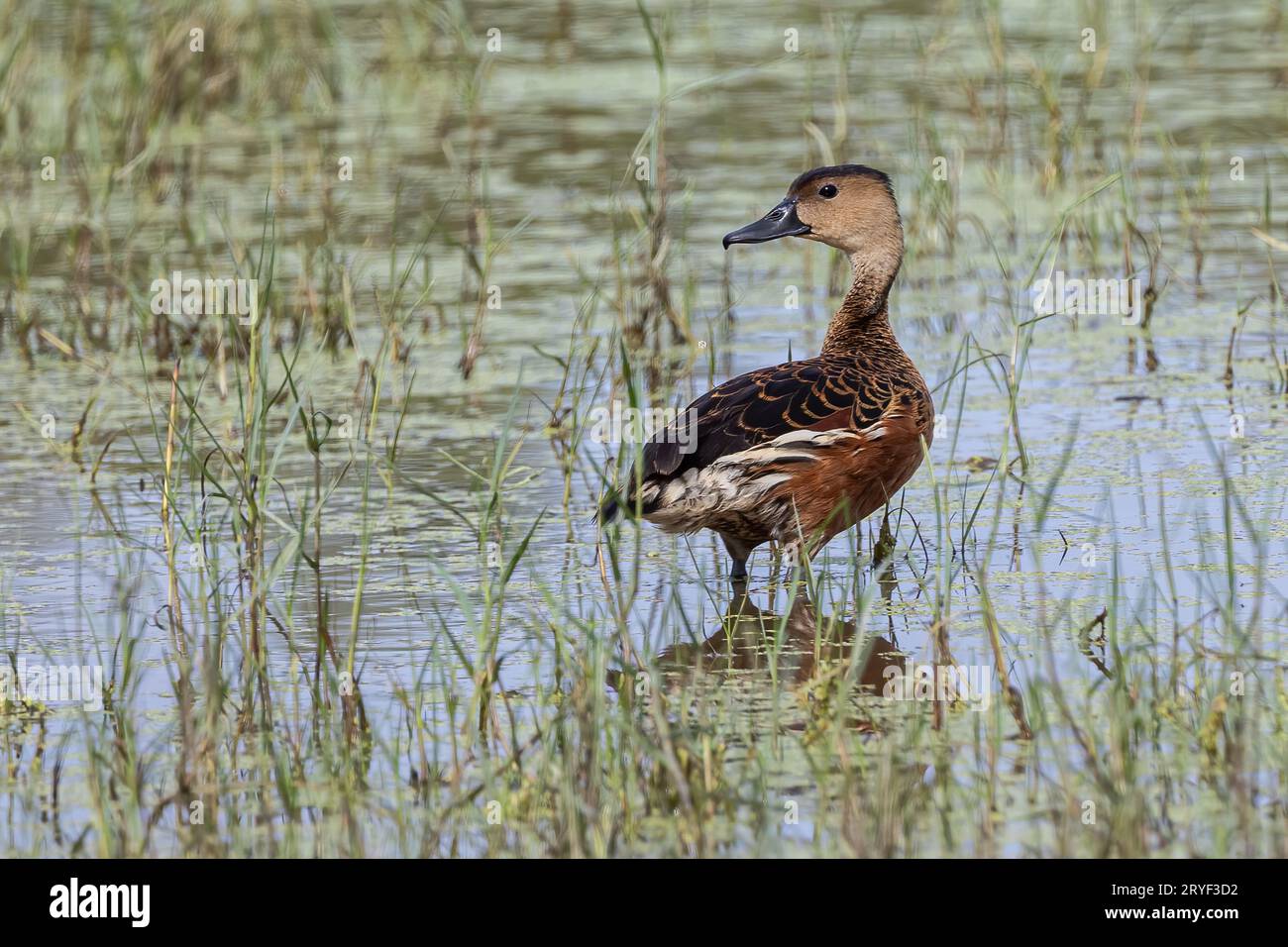 Nature wildlife of Wildlife whistling ducks chilling Stock Photo - Alamy